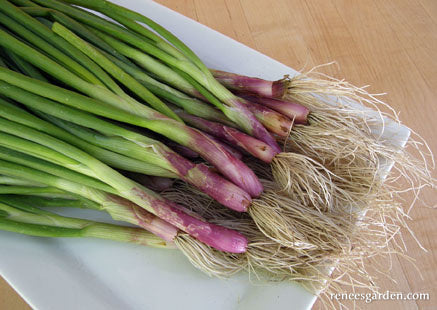 'Italian Scallion' Heirloom Salad Onions – Renee's Garden
