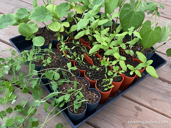 Sili-Seedlings Silicone Seed Starting Trays – Renee's Garden