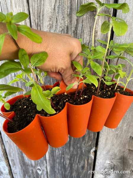 Sili-Seedlings Silicone Seed Starting Trays | Renee's Garden Seeds