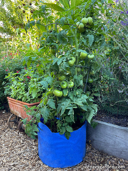 Smart Pots | Renee's Garden Seeds