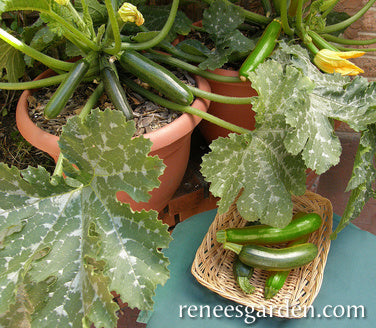 'Astia' Container Zucchini | Renee's Garden Seeds