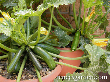 'Astia' Container Zucchini | Renee's Garden Seeds