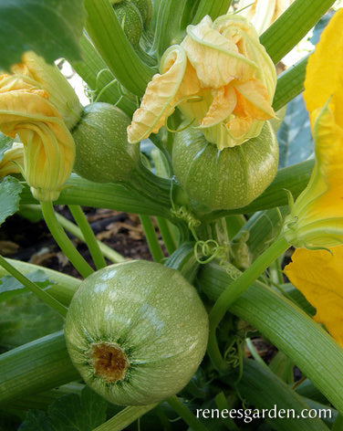 'Ronde de Nice' Heirloom French Zucchini | Renee's Garden Seeds