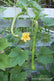 'Trombetta di Albenga' Heirloom Climbing Summer Squash – Renee's Garden