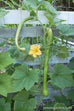 'Trombetta di Albenga' Heirloom Climbing Summer Squash – Renee's Garden