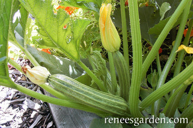 'Romanesco' Italian Zucchini | Renee's Garden Seeds