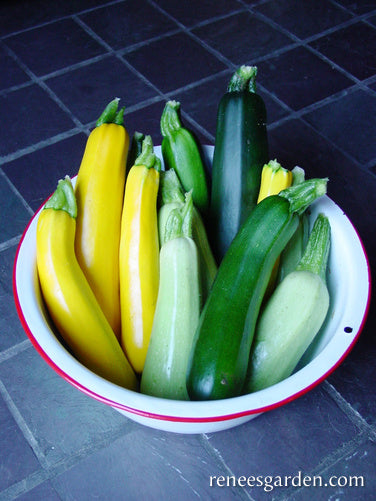 'Jade, Gold & Emerald' Tricolor Zucchini | Renee's Garden Seeds