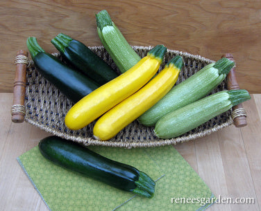 'Jade, Gold & Emerald' Tricolor Zucchini | Renee's Garden Seeds