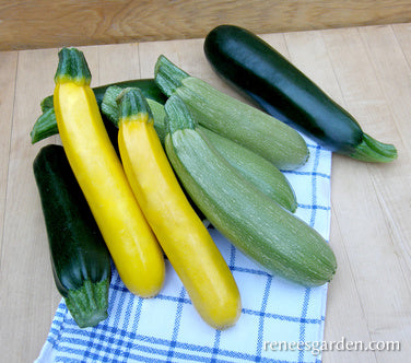 'Jade, Gold & Emerald' Tricolor Zucchini | Renee's Garden Seeds