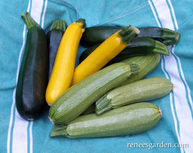 'Jade, Gold & Emerald' Tricolor Zucchini | Renee's Garden Seeds