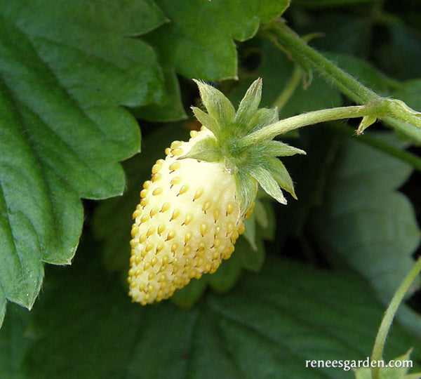 'Heirloom Pineapple' Alpine Strawberries | Renee's Garden Seeds
