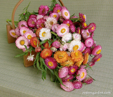 'Rainbow Bouquet' Dwarf Strawflower | Renee's Garden Seeds