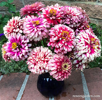 'Summer Pinwheels' Butterfly Zinnias | Renee's Garden