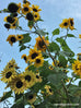 'Joyous Dancing Sunflowers' Scatter Garden Seeds – Renee's Garden