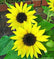 'Junior' Container Sunflowers – Renee's Garden
