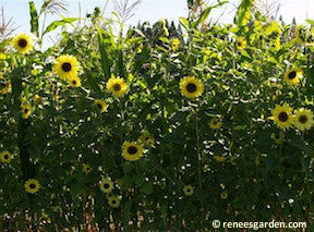 'Lemon Queen' The Great Sunflower Project | Renee's Garden Seeds