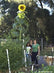 'Sunzilla' Giant Sunflowers – Renee's Garden