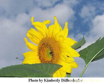 'Sunzilla' Giant Sunflowers – Renee's Garden