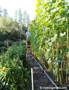 'Sunzilla' Giant Sunflowers | Renee's Garden Seeds