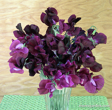 'Zinfandel' Fragrant Sweet Peas | Renee's Garden Seeds