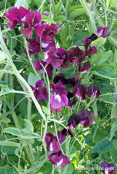 'Zinfandel' Fragrant Sweet Peas | Renee's Garden Seeds