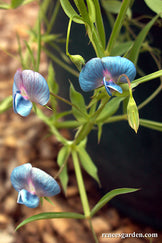 'Electric Blue' Container Sweet Peas – Renee's Garden