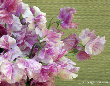'Raspberry Twirl' Fragrant Sweet Peas | Renee's Garden Seeds
