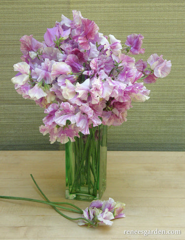 'Raspberry Twirl' Fragrant Sweet Peas | Renee's Garden Seeds