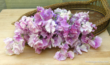 'Raspberry Twirl' Fragrant Sweet Peas | Renee's Garden Seeds