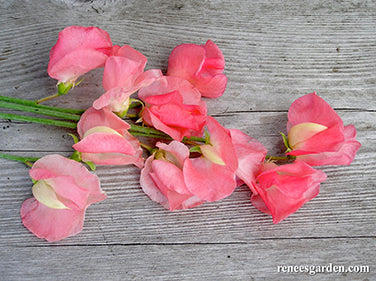 'Watermelon' Heirloom Sweet Peas | Renee's Garden Seeds