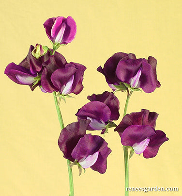 'Zinfandel' Fragrant Sweet Peas | Renee's Garden Seeds