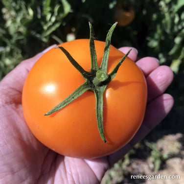 'Tangerine' Heirloom Tomato | Renee's Garden Seeds