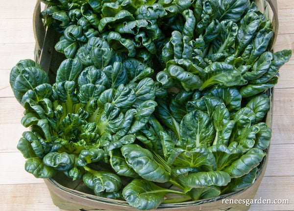 'Rosette Tatsoi' Heirloom Asian Greens | Renee's Garden Seeds