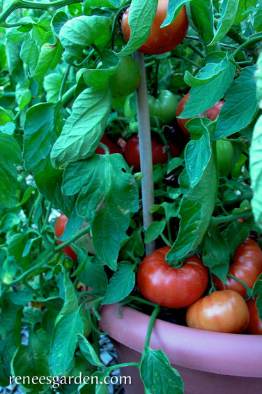 'Super Bush' Container Tomato | Renee's Garden Seeds