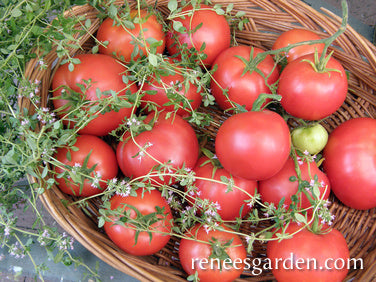 'Crimson Carmello' Top Flavor Tomato | Renee's Garden Seeds