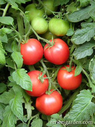 'Crimson Carmello' Top Flavor Tomato – Renee's Garden
