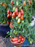 'Inca Jewels' Container Roma Tomato – Renee's Garden