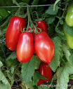 'Inca Jewels' Container Roma Tomato – Renee's Garden