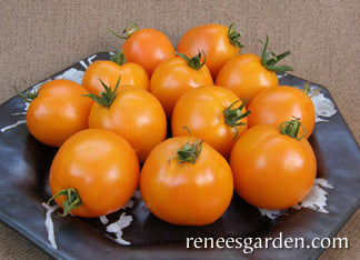 'Mandarin Cross' Japanese Slicing Tomato | Renee's Garden Seeds