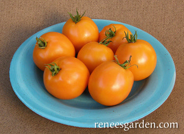 'Mandarin Cross' Japanese Slicing Tomato | Renee's Garden Seeds