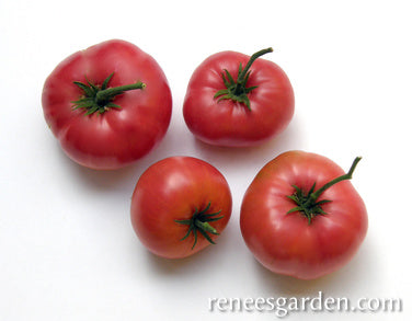 'Red Brandywine' Heirloom Tomato | Renee's Garden Seeds