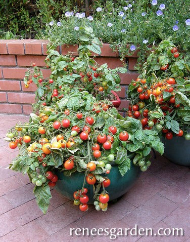 'Litt’l Bites Cherry' Windowbox Tomatoes | Renee's Garden Seeds