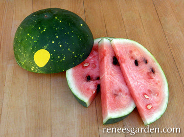 'Moon & Stars' Heirloom Watermelon – Renee's Garden