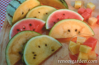 'Rainbow Sherbet' Icebox Watermelons | Renee's Garden Seeds