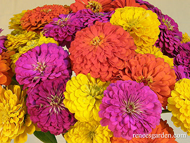 'Bling Bling' Heirloom Cutting Zinnias | Renee's Garden Seeds