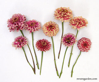 'Summer Pinwheels' Butterfly Zinnias | Renee's Garden