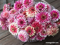 'Summer Pinwheels' Butterfly Zinnias | Renee's Garden