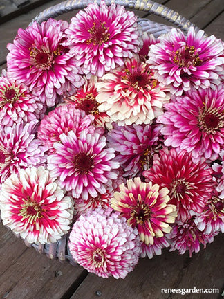 'Summer Pinwheels' Butterfly Zinnias | Renee's Garden